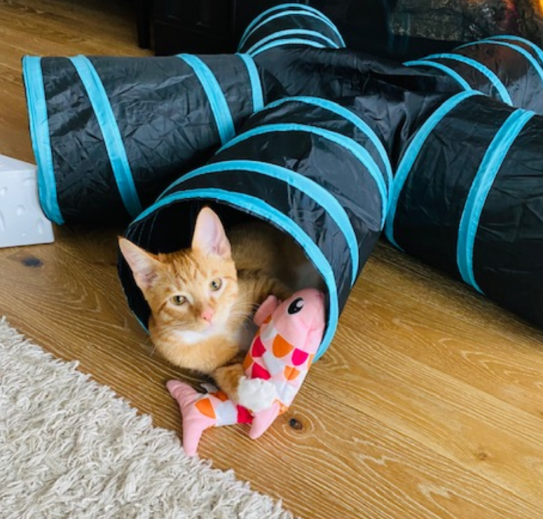 New kitten Scared and Hiding (10 tips to get them out) - Whiskerful Life